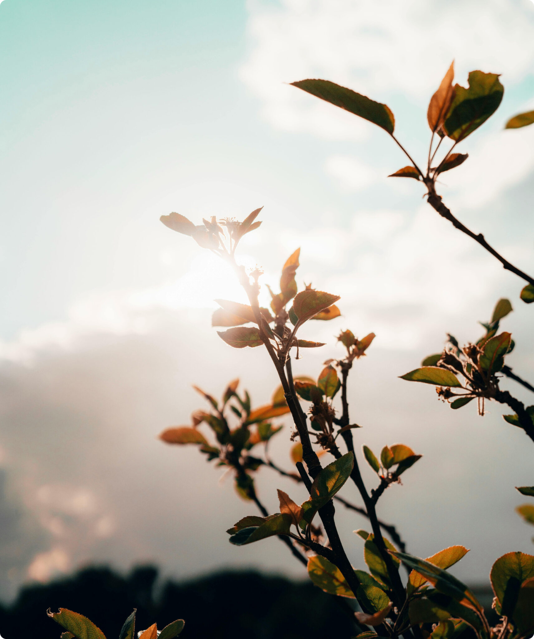 Our company - Carester